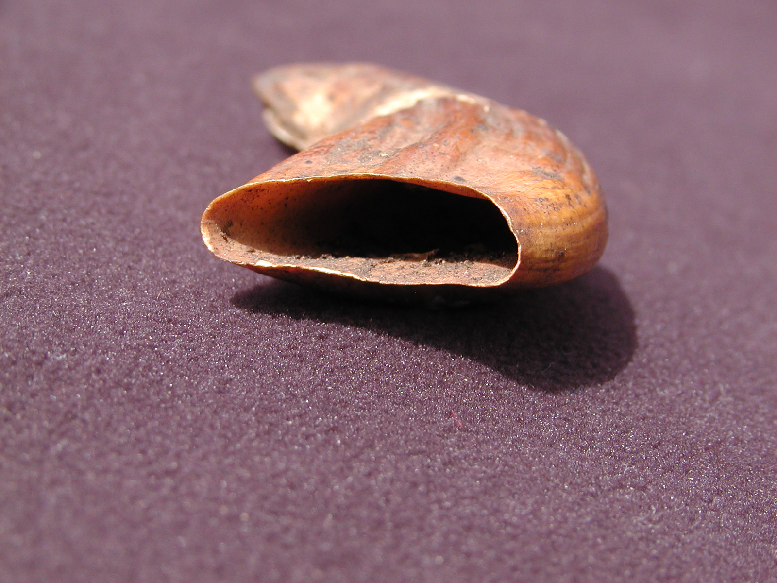 A Claw? - Fossil ID - The Fossil Forum