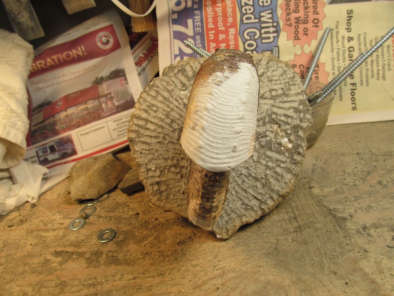 Ammonite Restoration - Fossil Preparation - The Fossil Forum