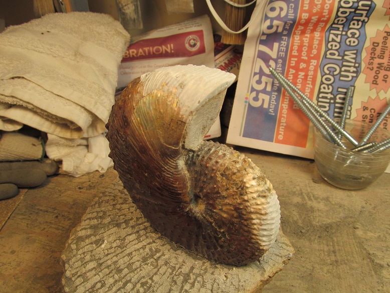 Ammonite Restoration - Fossil Preparation - The Fossil Forum