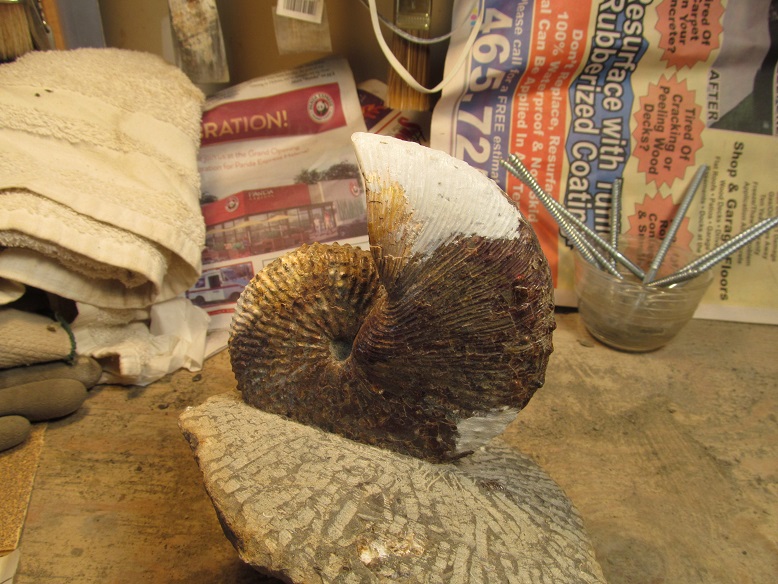 Ammonite Restoration - Fossil Preparation - The Fossil Forum
