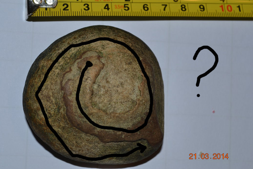 Found In River In Middle Tn - Fossil ID - The Fossil Forum