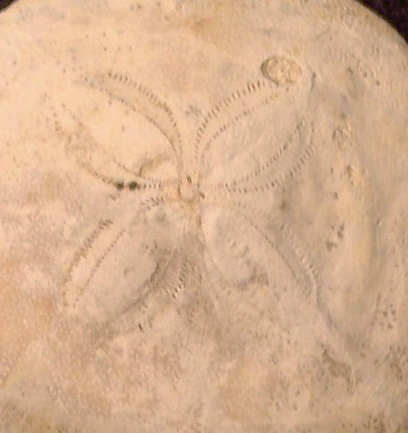 More Fossils From The Pile - Fossil Hunting Trips - The Fossil Forum