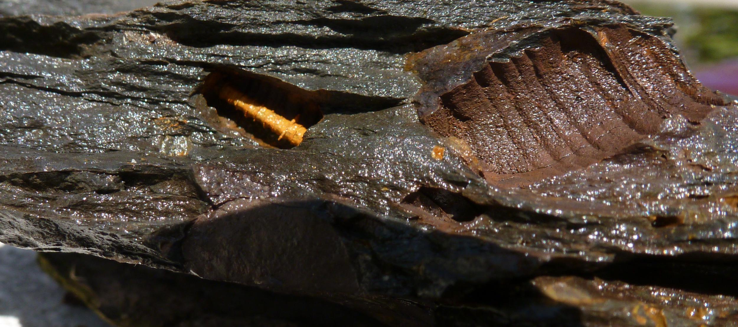 Devonian Help - Fossil ID - The Fossil Forum