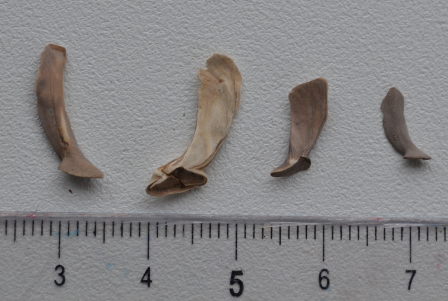 Mollusc Shell Fragments - Fossil ID - The Fossil Forum