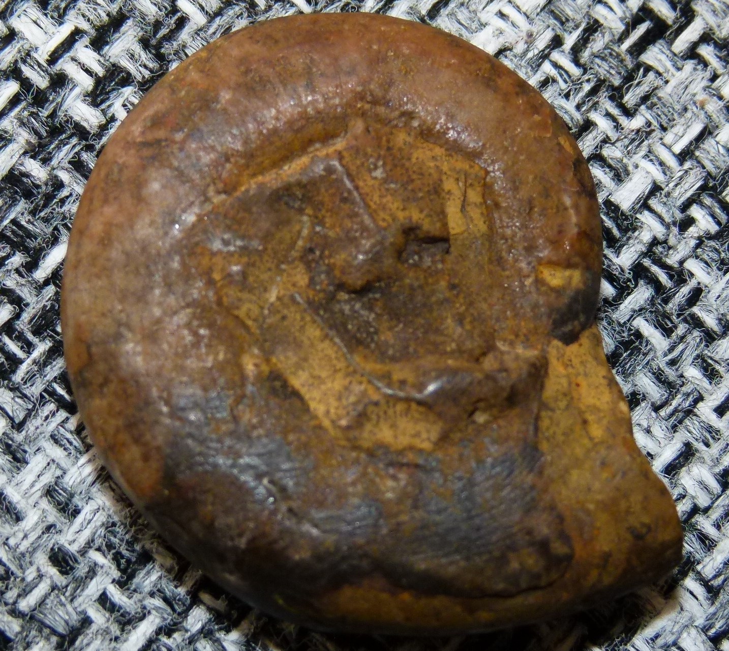 Unknown Clymenia Nautiloid From Morocco - Fossil ID - The Fossil Forum