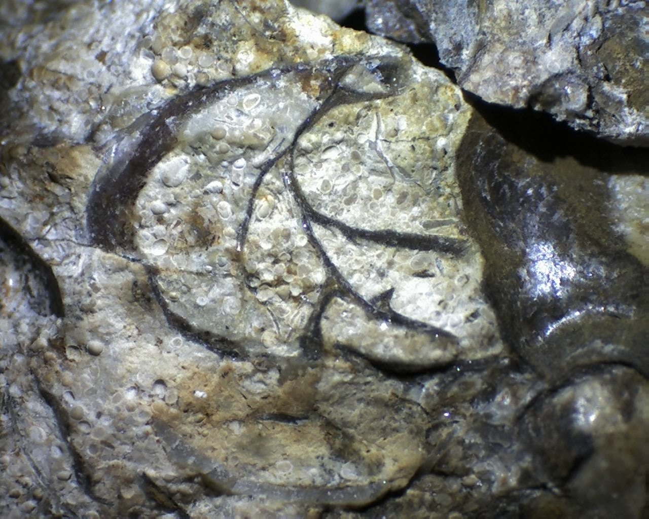 Interesting Shelly Material With Oolitic Limestone Matrix - Fossil ID ...