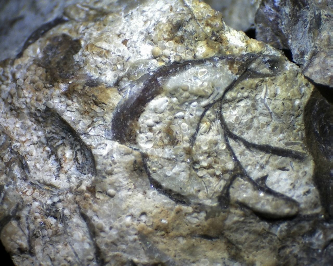 Interesting Shelly Material With Oolitic Limestone Matrix - Fossil ID ...