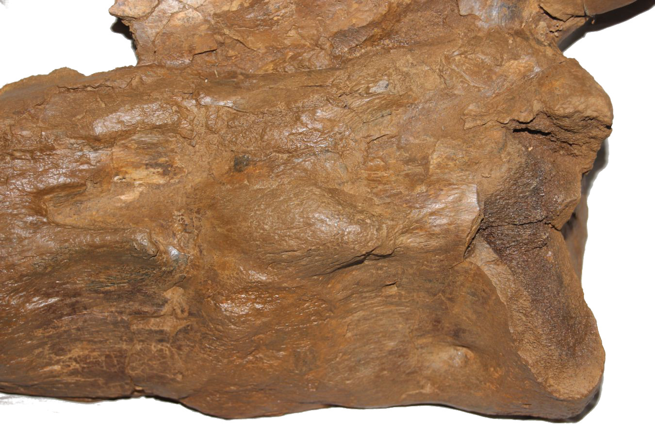 Hell Creek Formation Cretaceous Sacrum? Which Dinosaur? - Fossil ID ...
