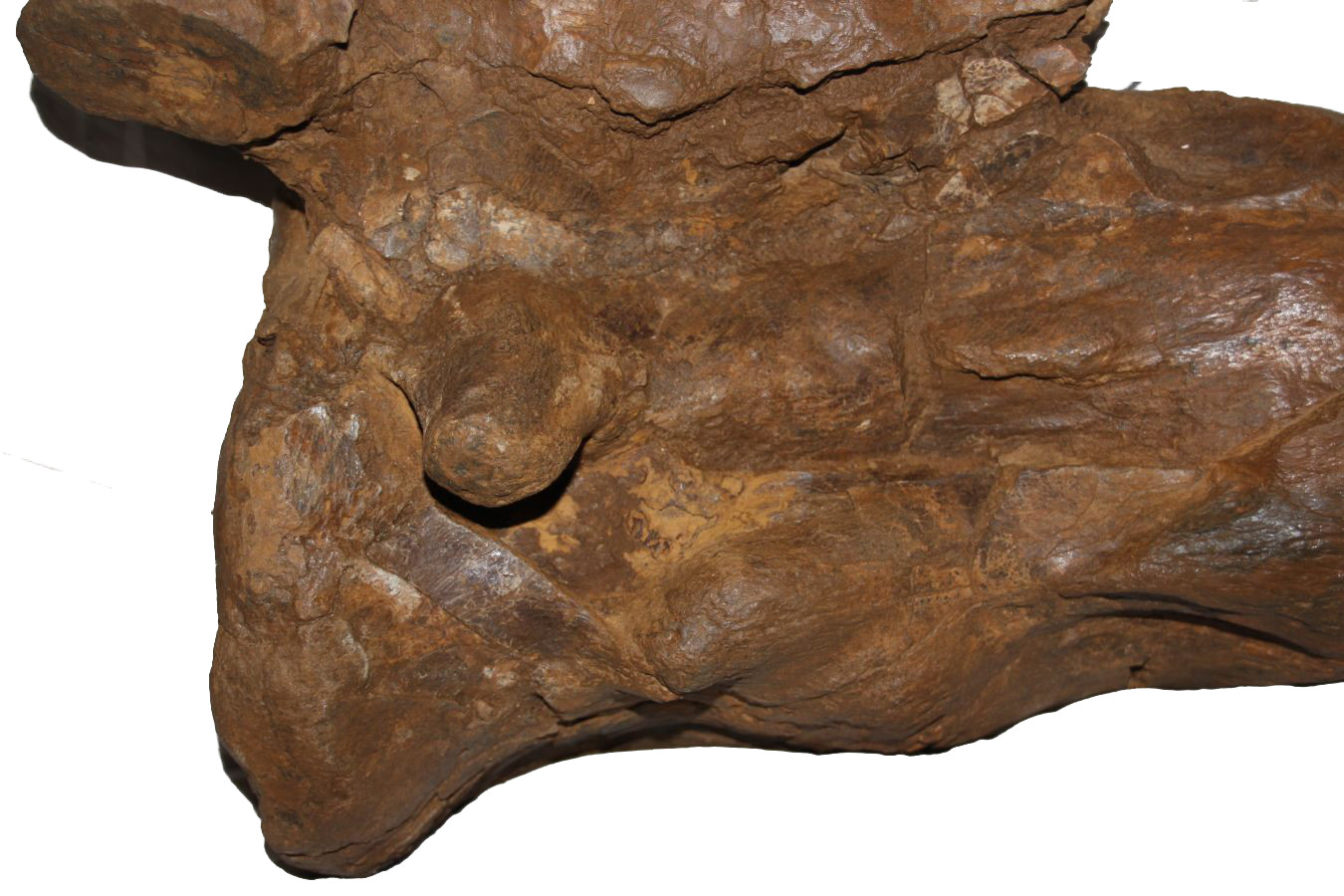 Hell Creek Formation Cretaceous Sacrum? Which Dinosaur? - Fossil ID ...