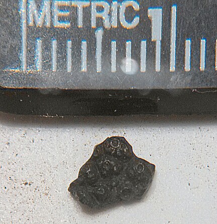 Florida Matrix And Some Others... - Fossil ID - The Fossil Forum