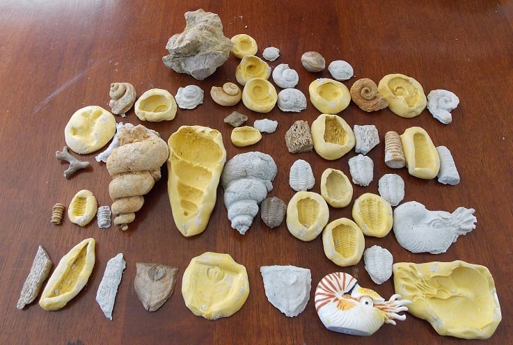 Silicone Mold - Amazing Putty - Review - General Fossil Discussion ...