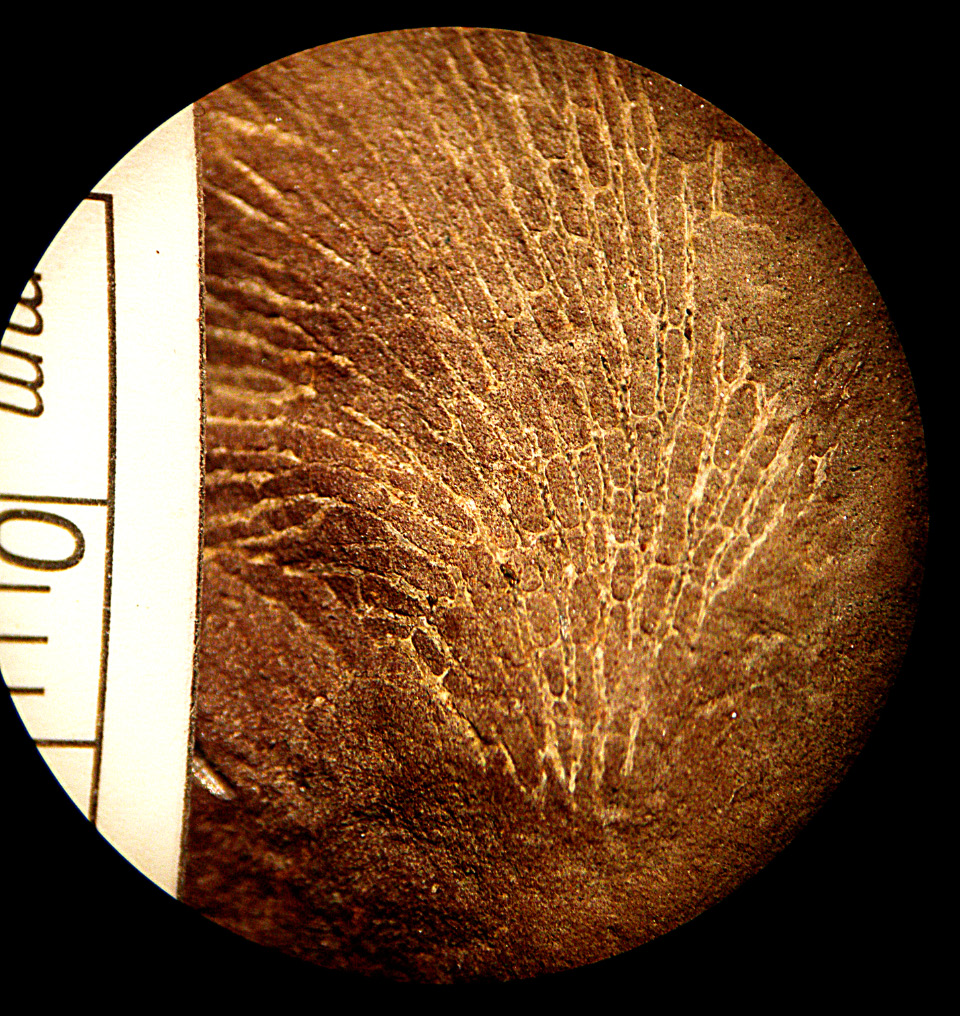 Microscope Recommendations For Prep Work - Fossil Preparation - The ...