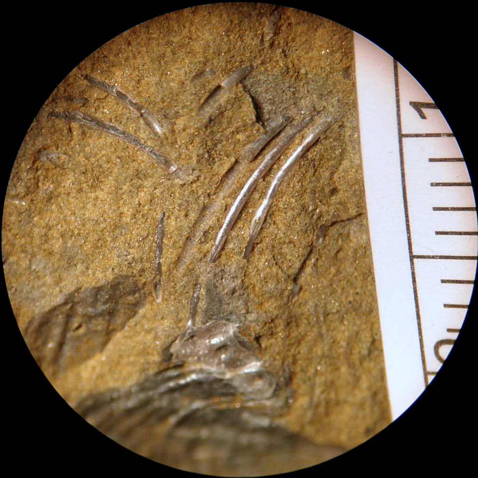 Microscope Recommendations For Prep Work - Fossil Preparation - The ...