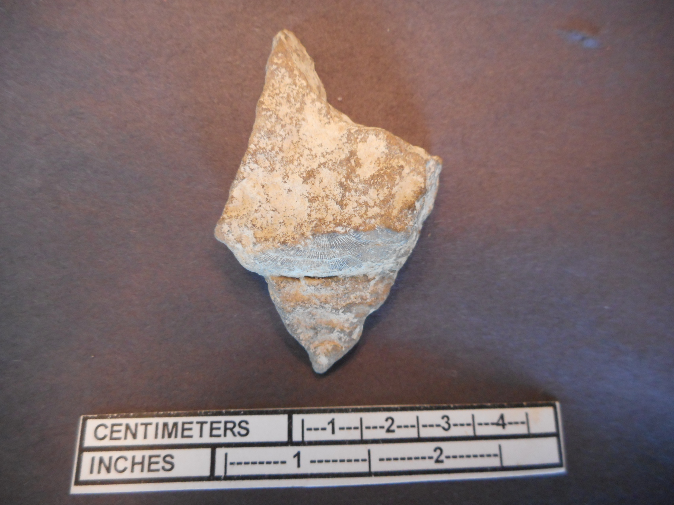 Ancient Stone Tool With Sea Shell Fossil - Fossil ID - The Fossil Forum