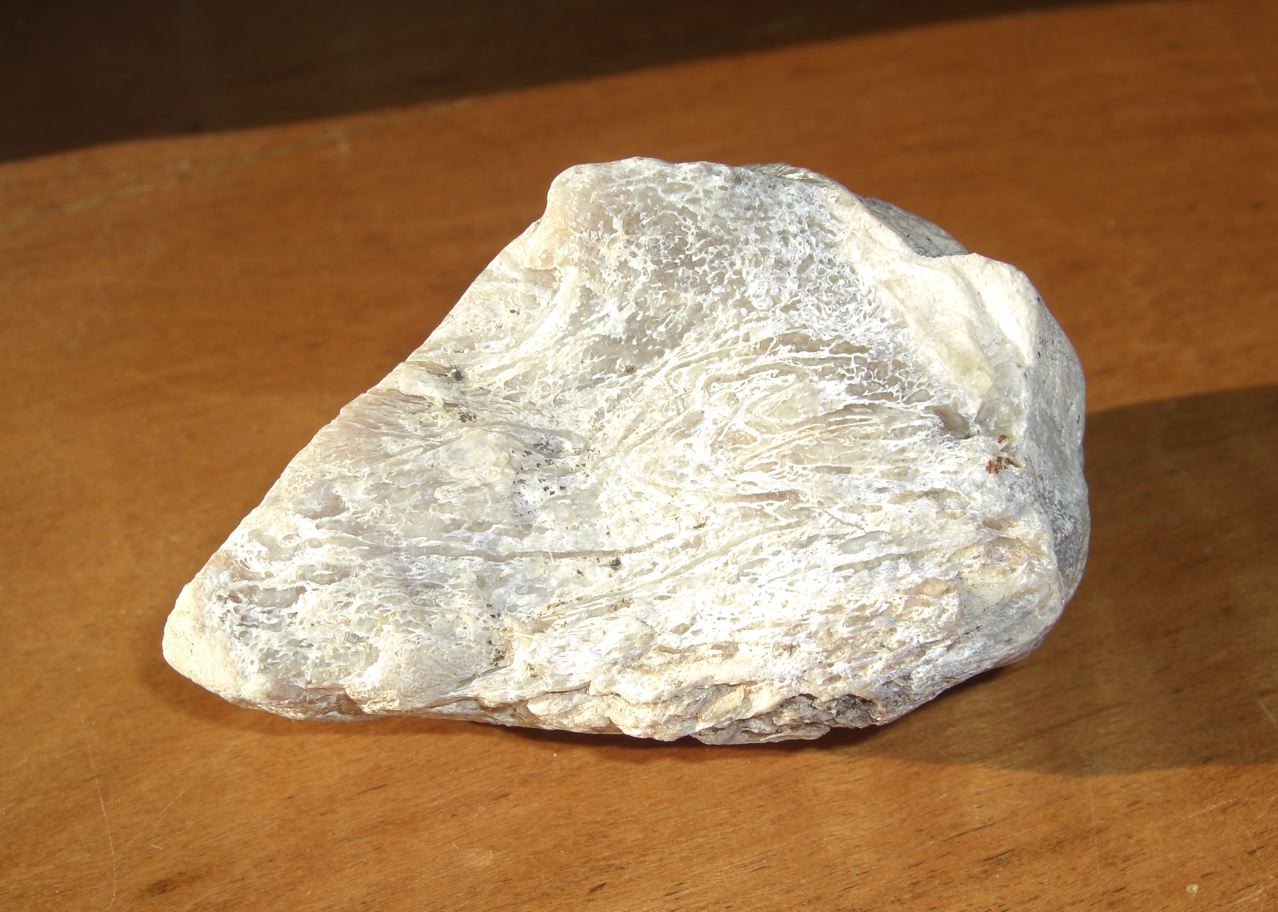 Bone? - Fossil ID - The Fossil Forum