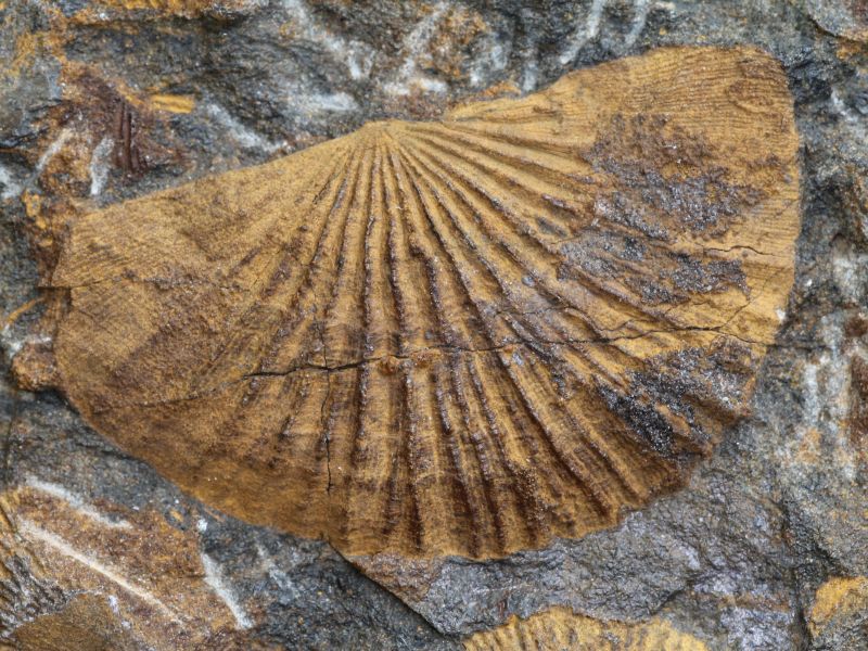 Brachiopod From The Lower Devon - Fossil ID - The Fossil Forum