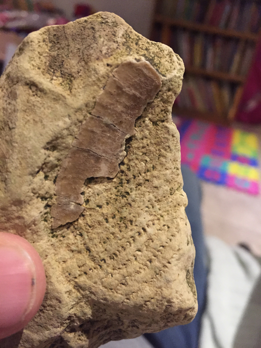 Help With Fossil Identification - Fossil ID - The Fossil Forum