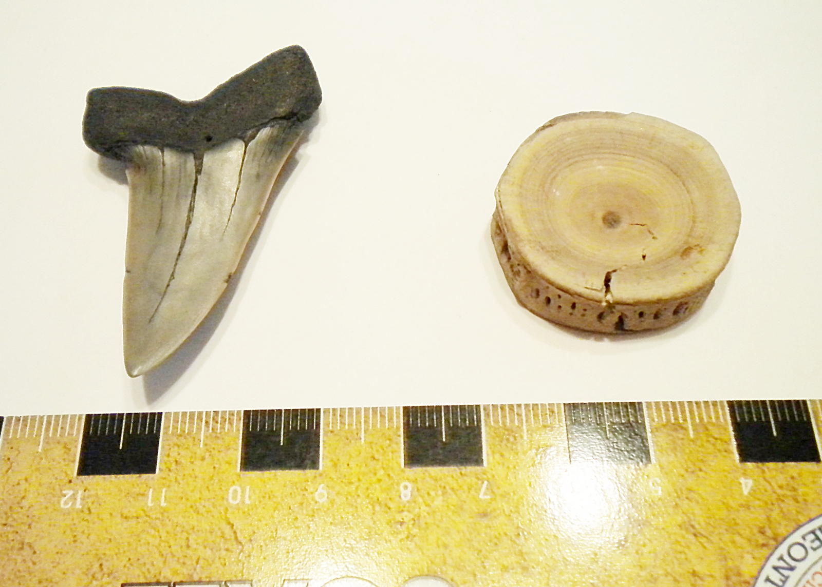 My Two Day Trip To The Miocene Of Virginia - Fossil Hunting Trips - The ...