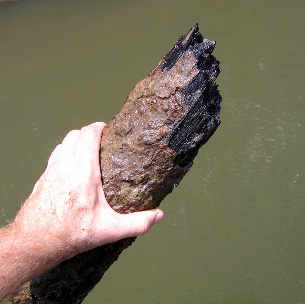 Cretaceous Lignite ? - Fossil ID - The Fossil Forum