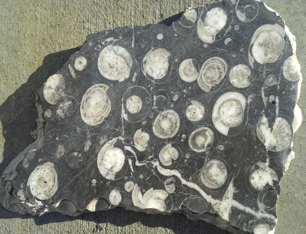 First Trip This Year - Fossil Hunting Trips - The Fossil Forum