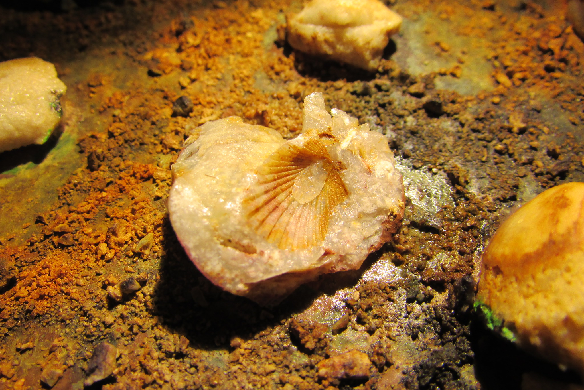 Fossil Shell Impression: - Fossil ID - The Fossil Forum