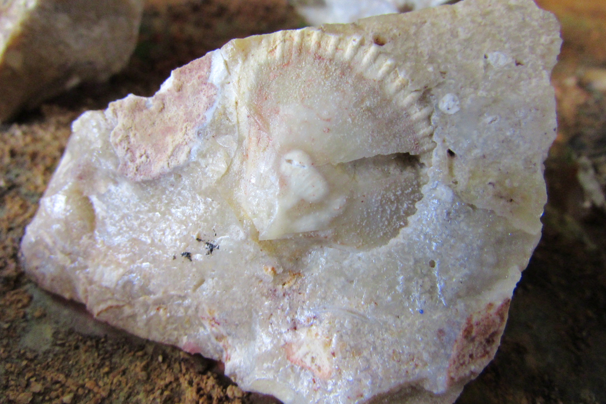 Fossil Shell Impression: - Fossil ID - The Fossil Forum