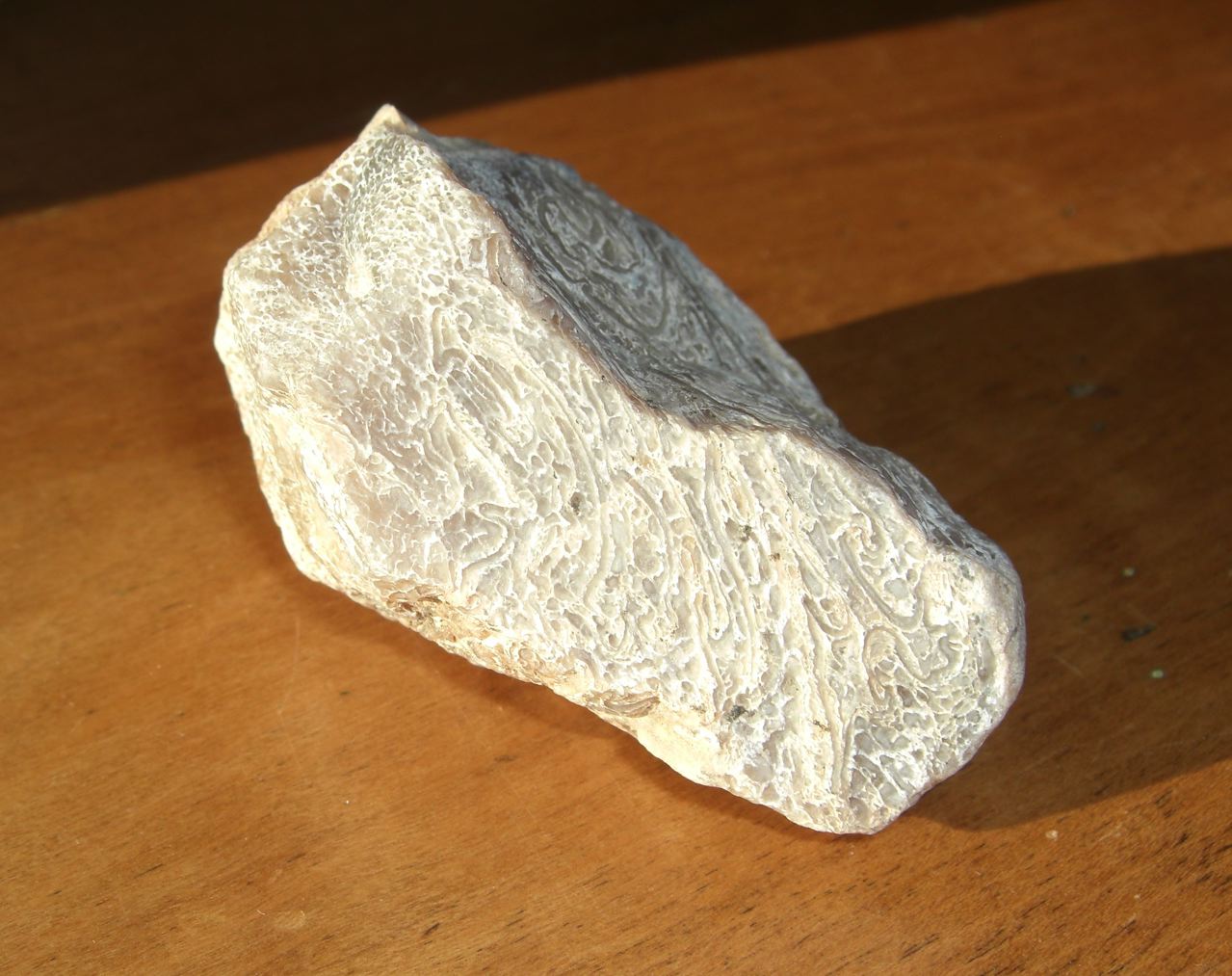 Bone? - Fossil ID - The Fossil Forum