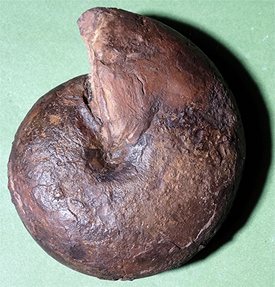 Ammonite Help - Fossil ID - The Fossil Forum