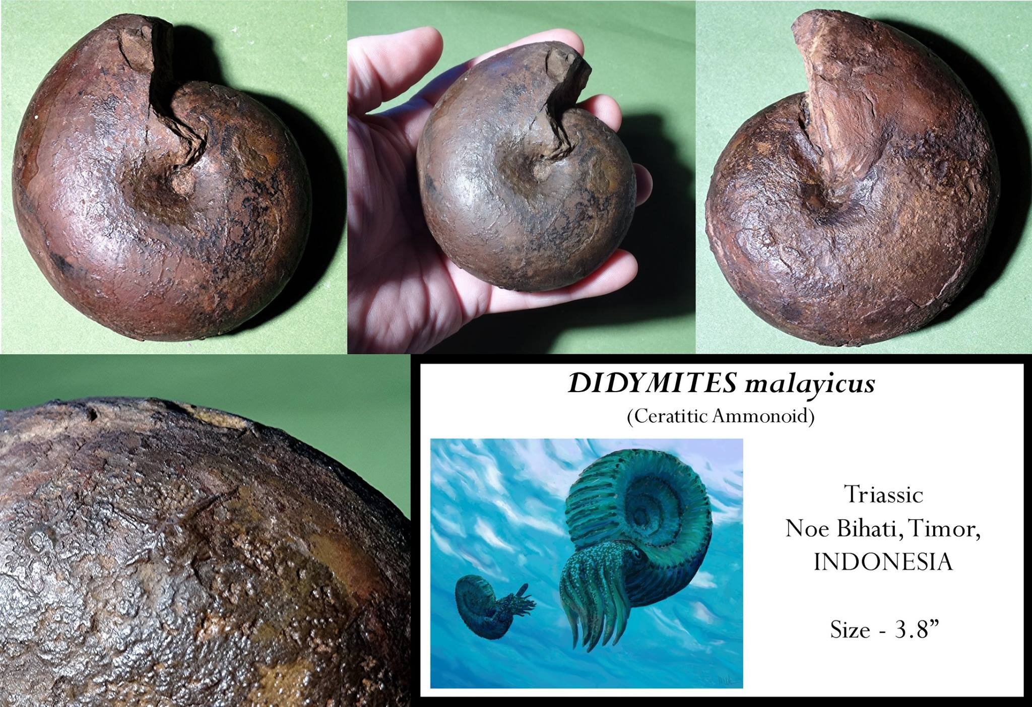 Ammonite Help - Fossil ID - The Fossil Forum