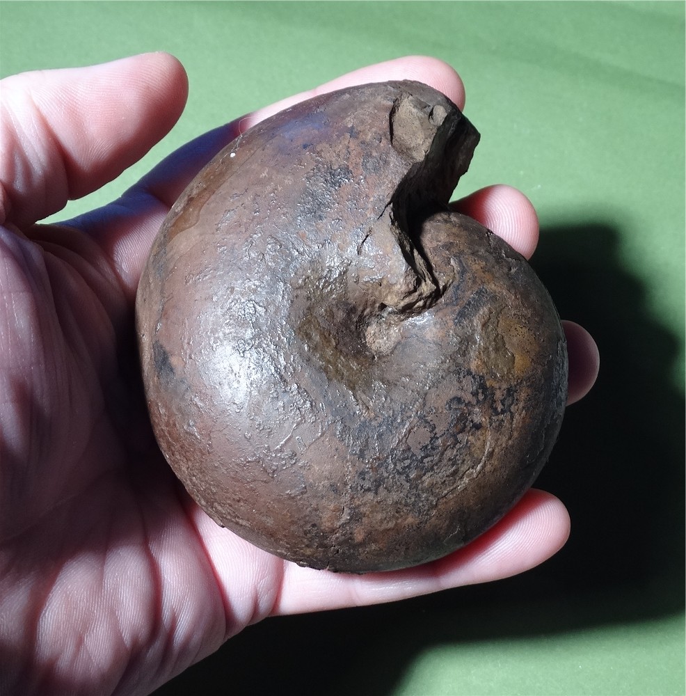 Ammonite Help - Fossil ID - The Fossil Forum