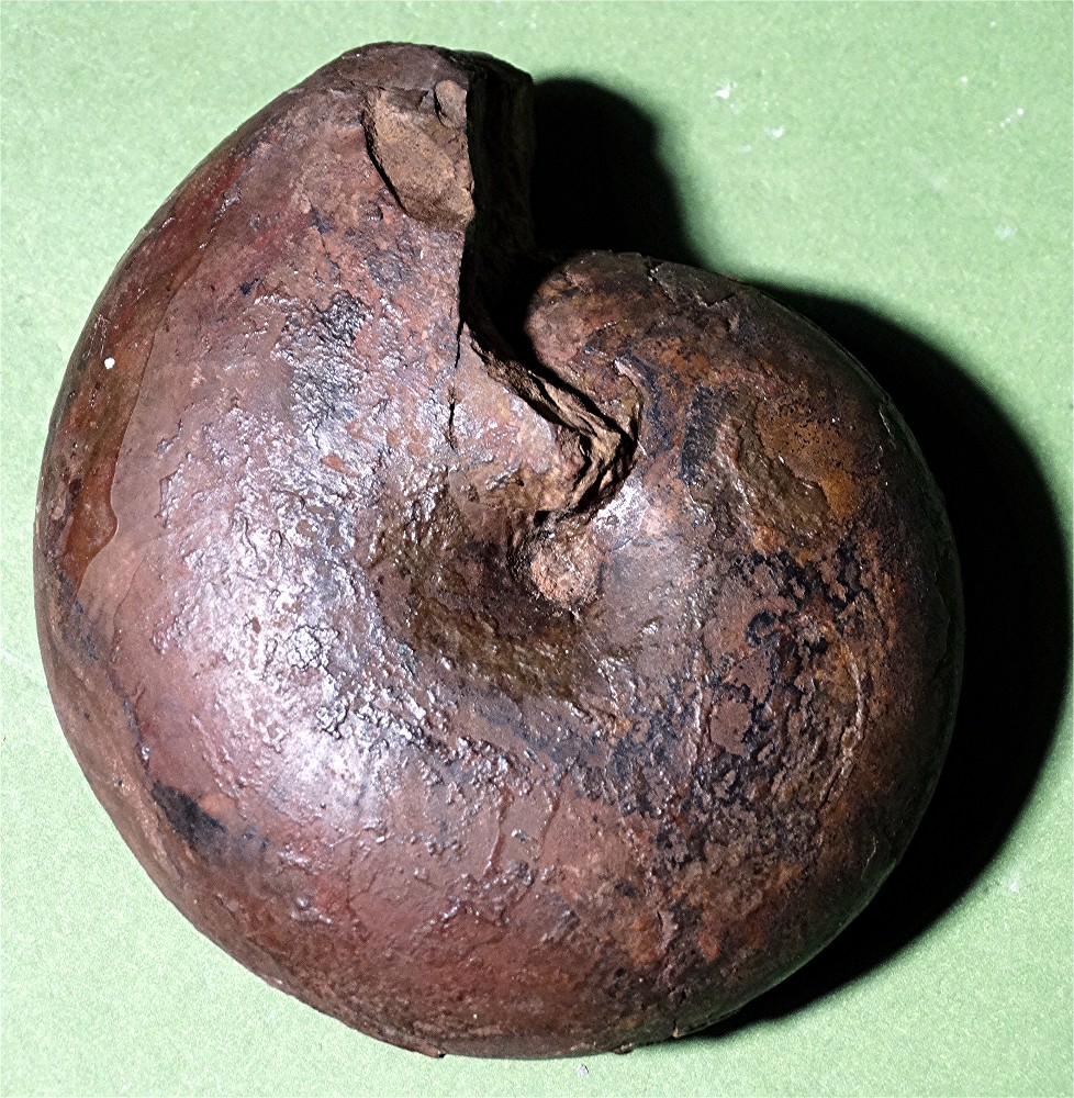 Ammonite Help - Fossil ID - The Fossil Forum