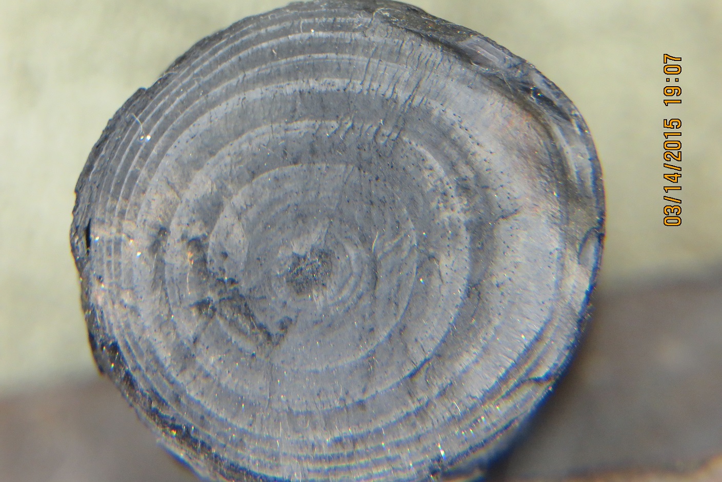 Cretaceous Lignite ? - Fossil ID - The Fossil Forum