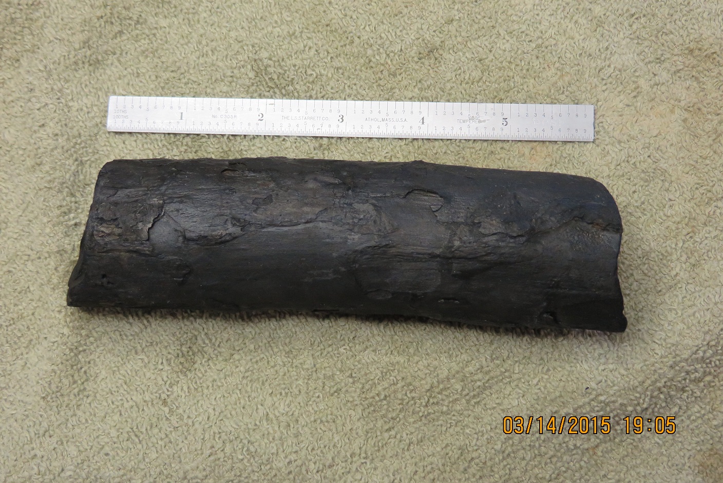 Cretaceous Lignite ? - Fossil ID - The Fossil Forum