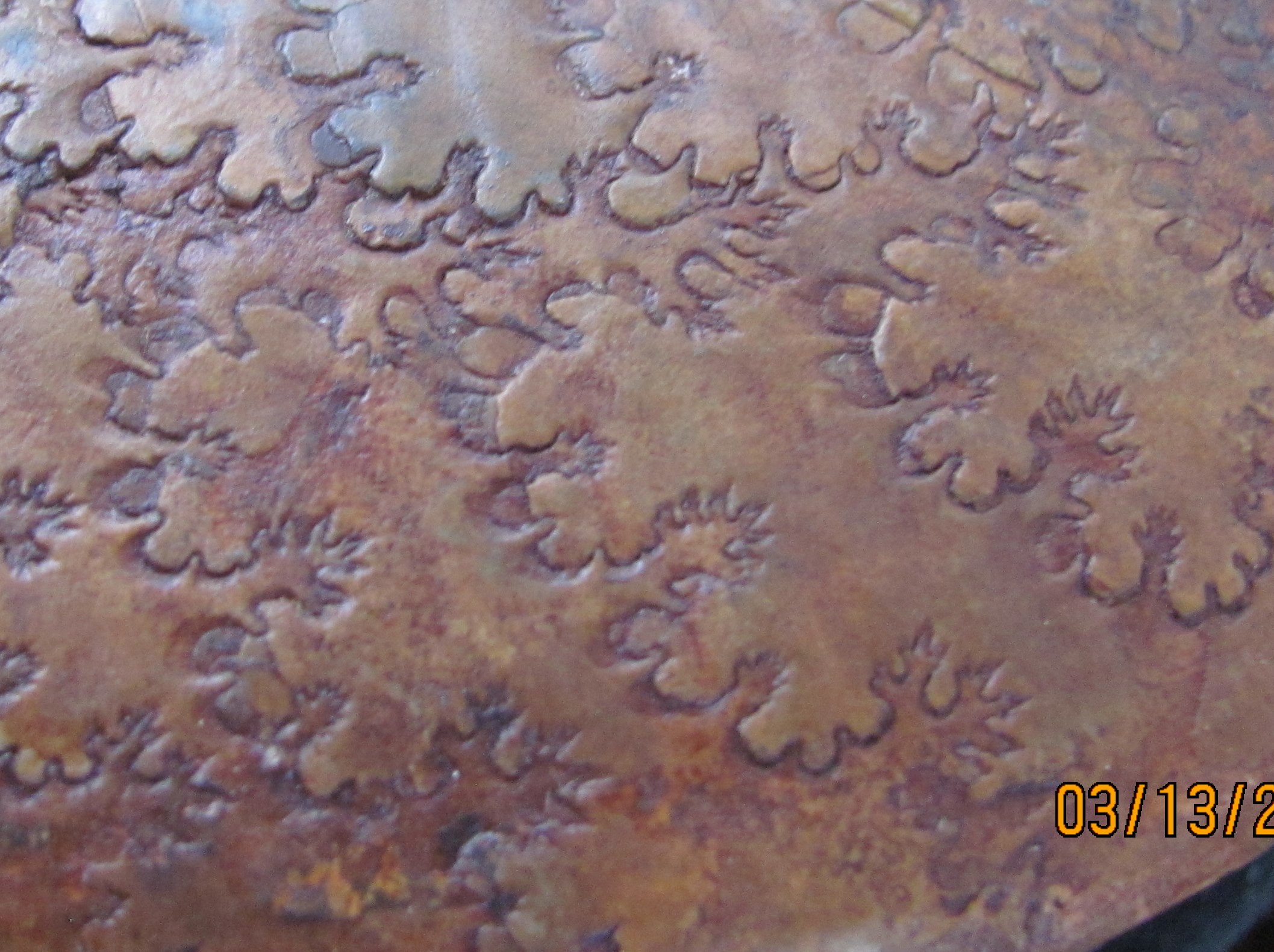 Woodbine Ammonite Restoration - General Fossil Discussion - The Fossil ...