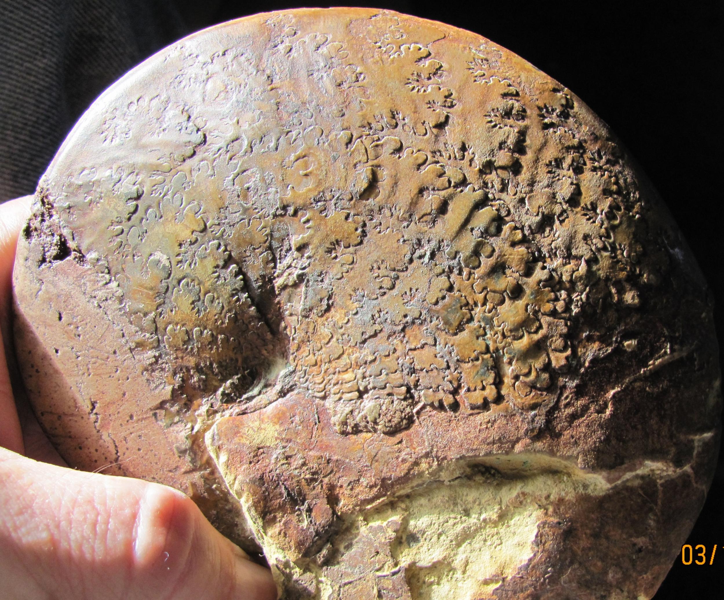 Woodbine Ammonite Restoration - General Fossil Discussion - The Fossil ...