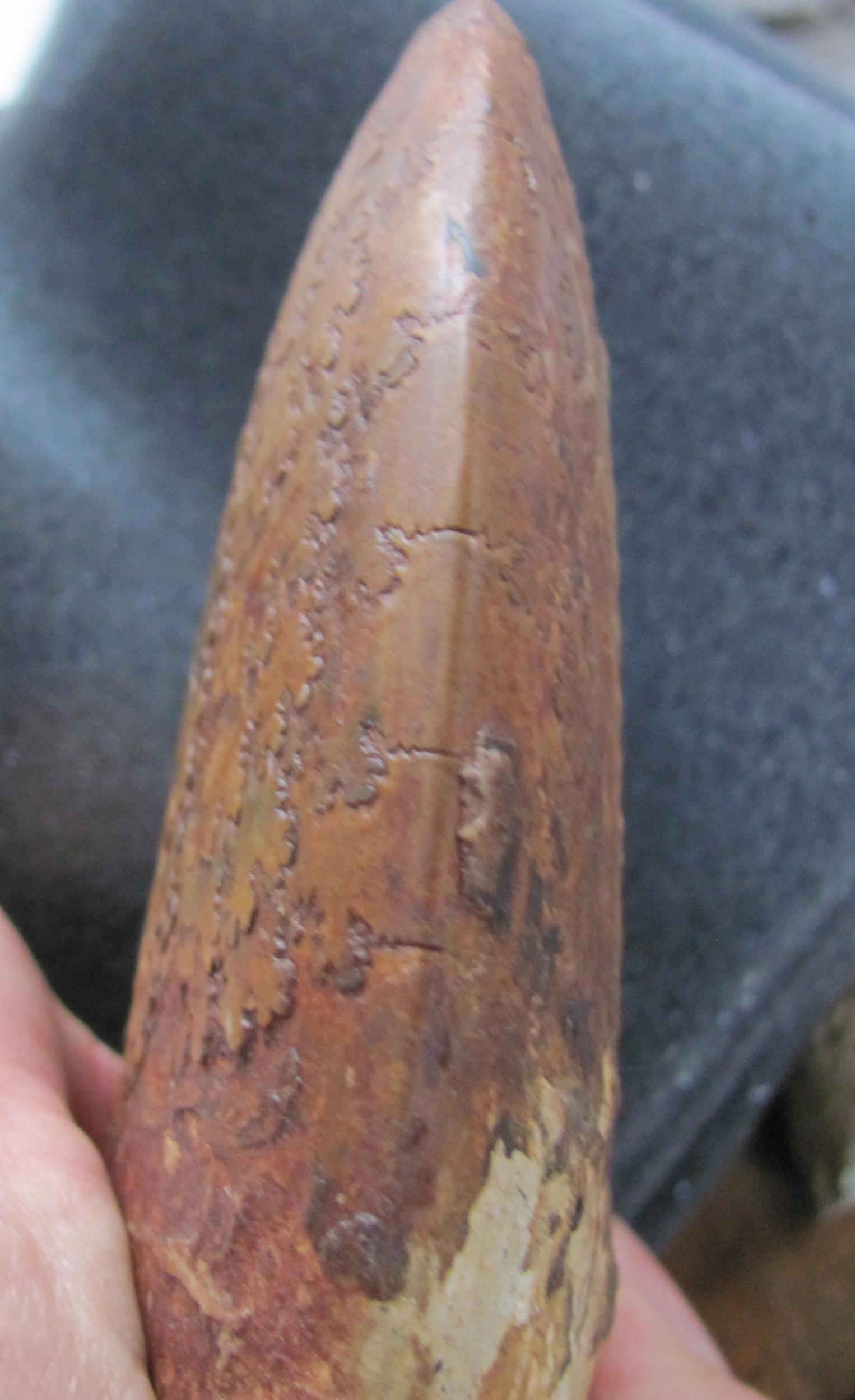 Woodbine Ammonite Restoration - General Fossil Discussion - The Fossil ...