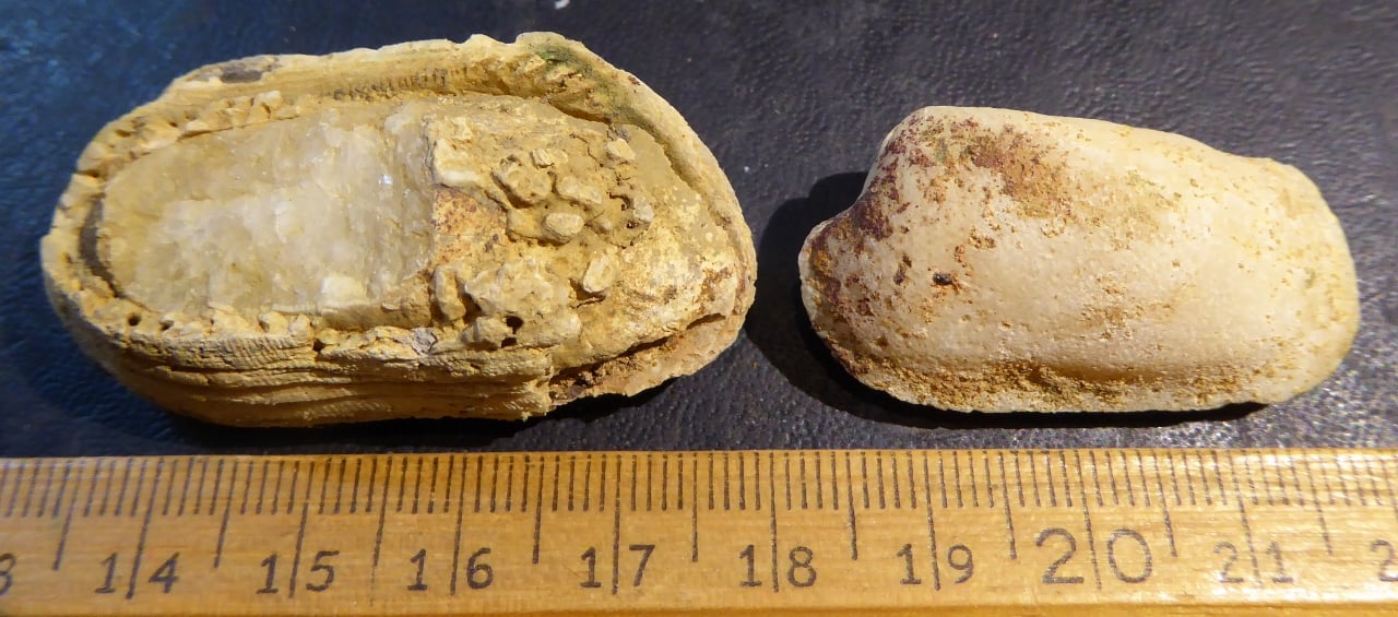 Fossil Casts and Molds - General Fossil Discussion - The Fossil Forum