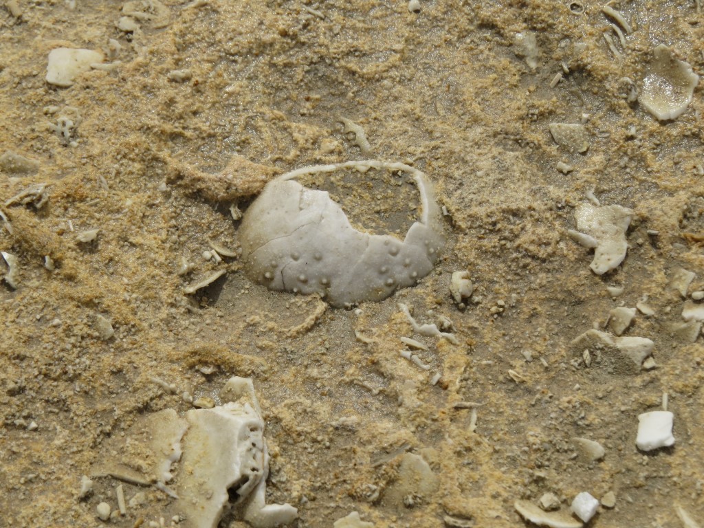Echinoids and Bivalves, Malta - Fossil ID - The Fossil Forum
