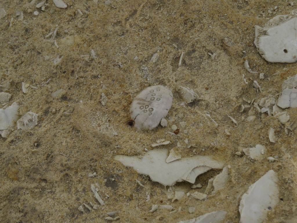Echinoids and Bivalves, Malta - Fossil ID - The Fossil Forum