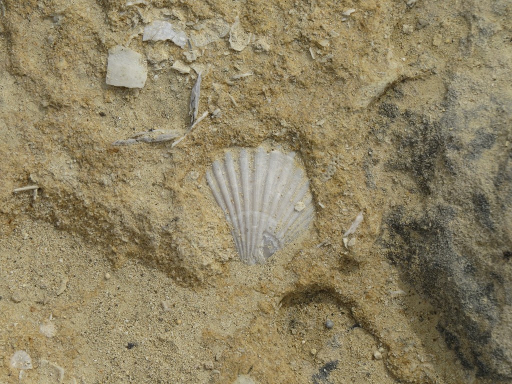 Echinoids and Bivalves, Malta - Fossil ID - The Fossil Forum