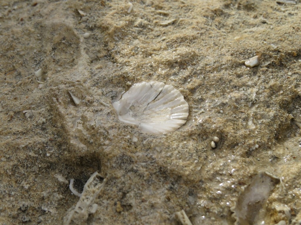 Echinoids and Bivalves, Malta - Fossil ID - The Fossil Forum