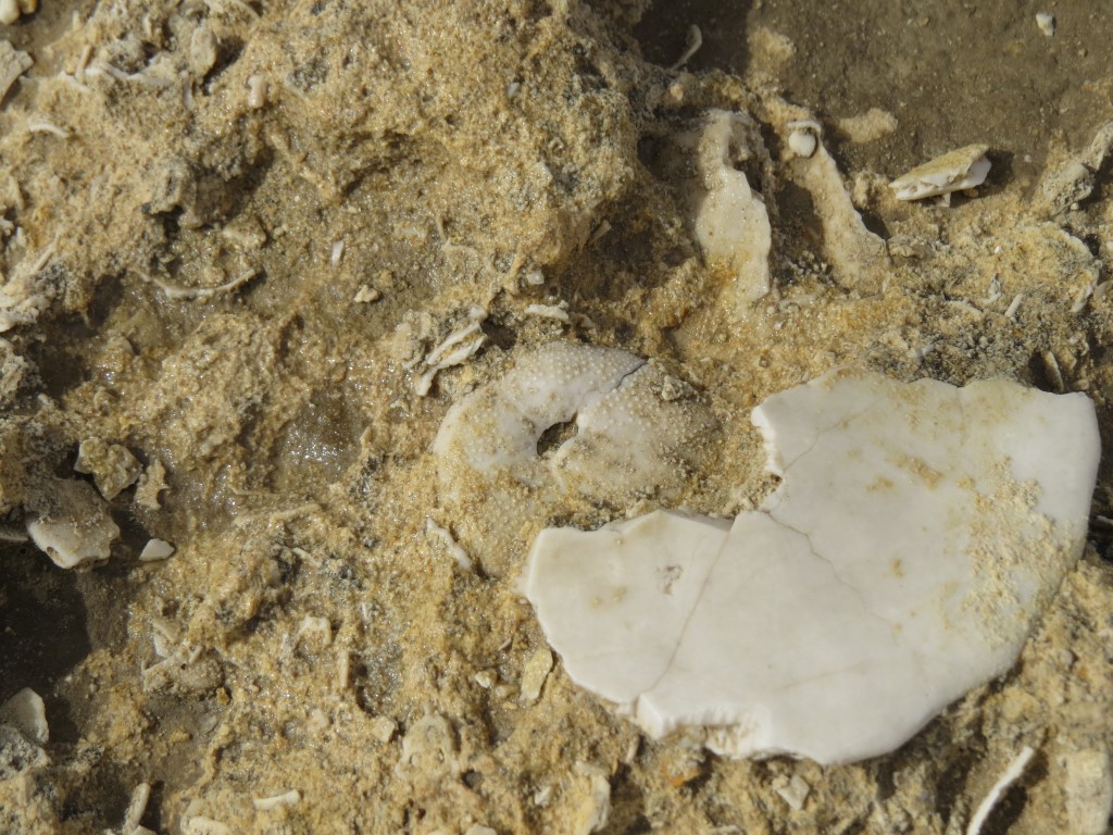 Echinoids and Bivalves, Malta - Fossil ID - The Fossil Forum