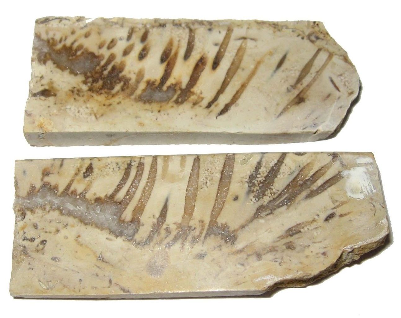 Fossil help - Fossil ID - The Fossil Forum