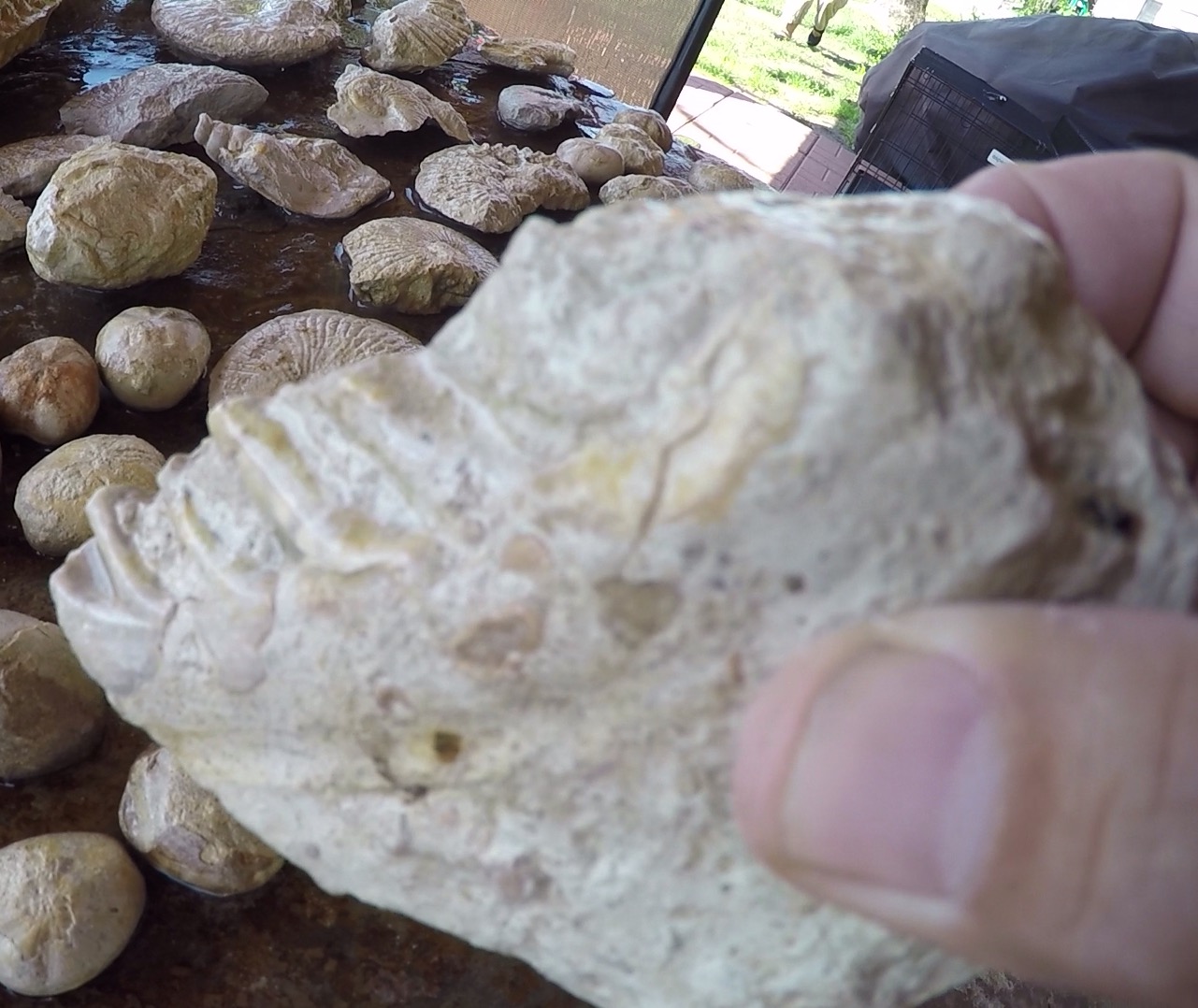 Weekend trip to the Goodland Formation - Fossil Hunting Trips - The ...