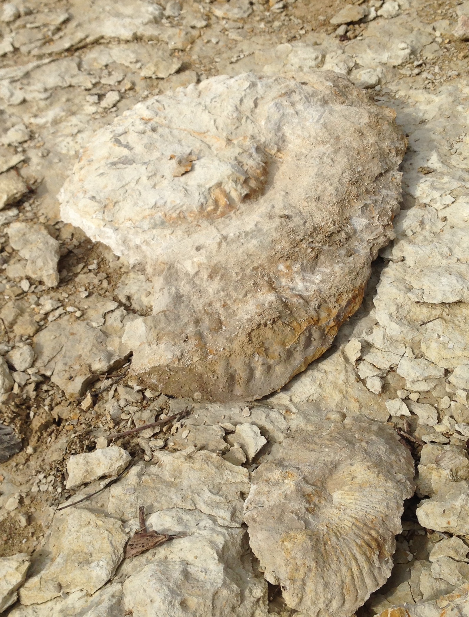 Weekend trip to the Goodland Formation - Fossil Hunting Trips - The ...