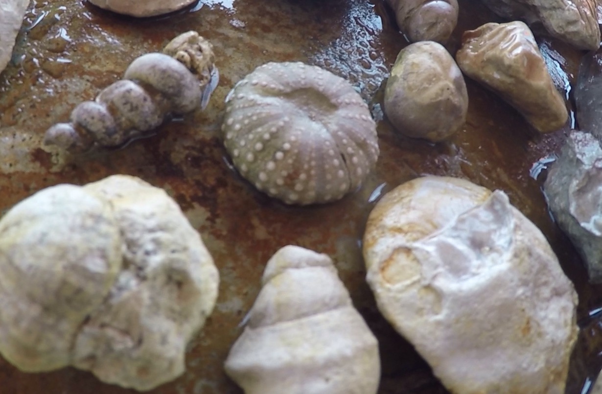 Weekend trip to the Goodland Formation - Fossil Hunting Trips - The ...