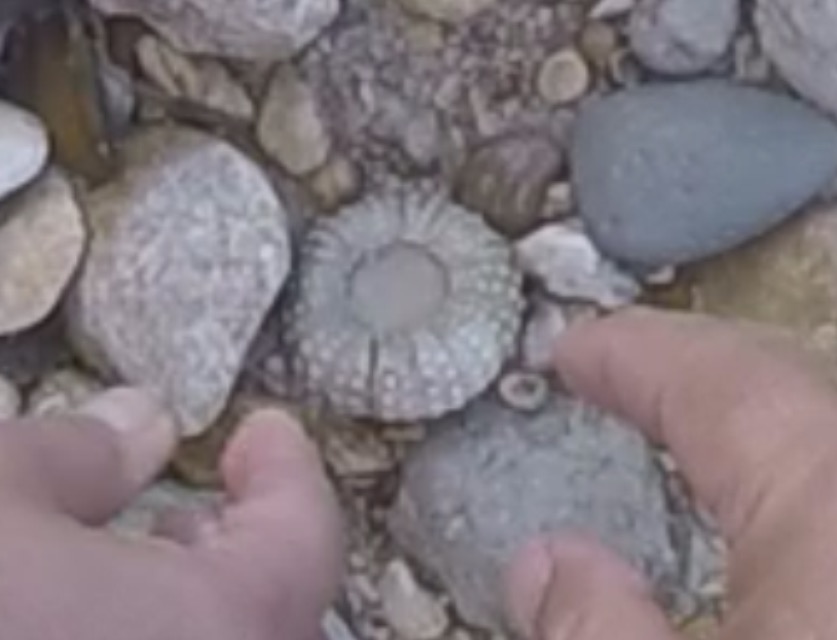Weekend trip to the Goodland Formation - Fossil Hunting Trips - The ...