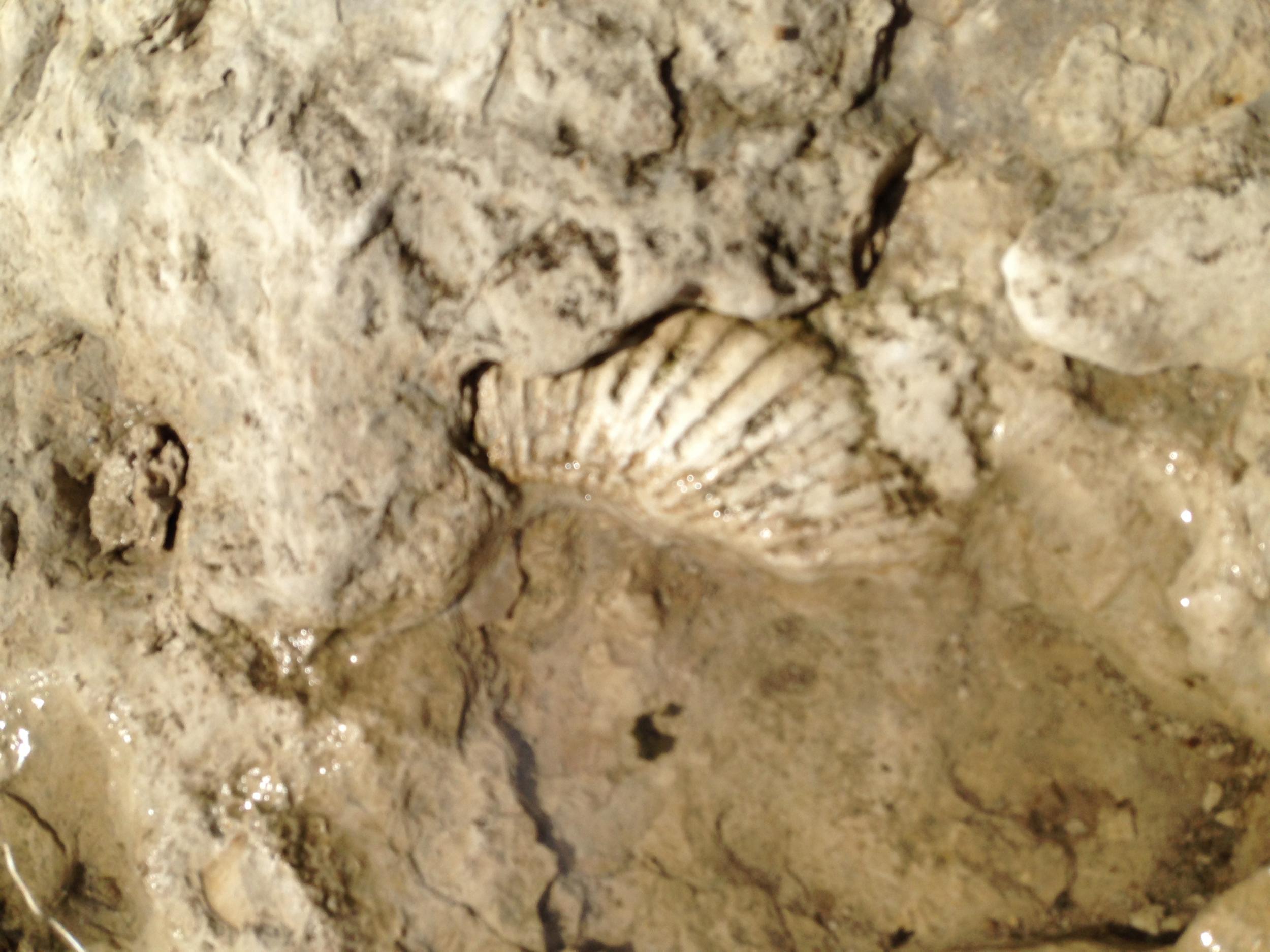 Weekend trip to the Goodland Formation - Fossil Hunting Trips - The ...