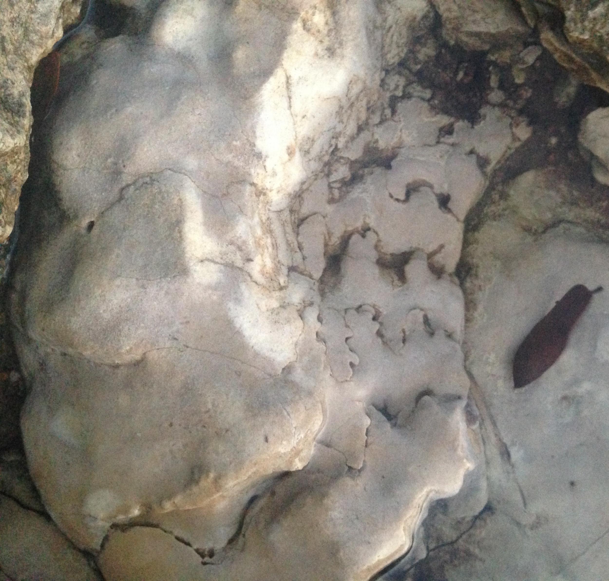 Weekend trip to the Goodland Formation - Fossil Hunting Trips - The ...