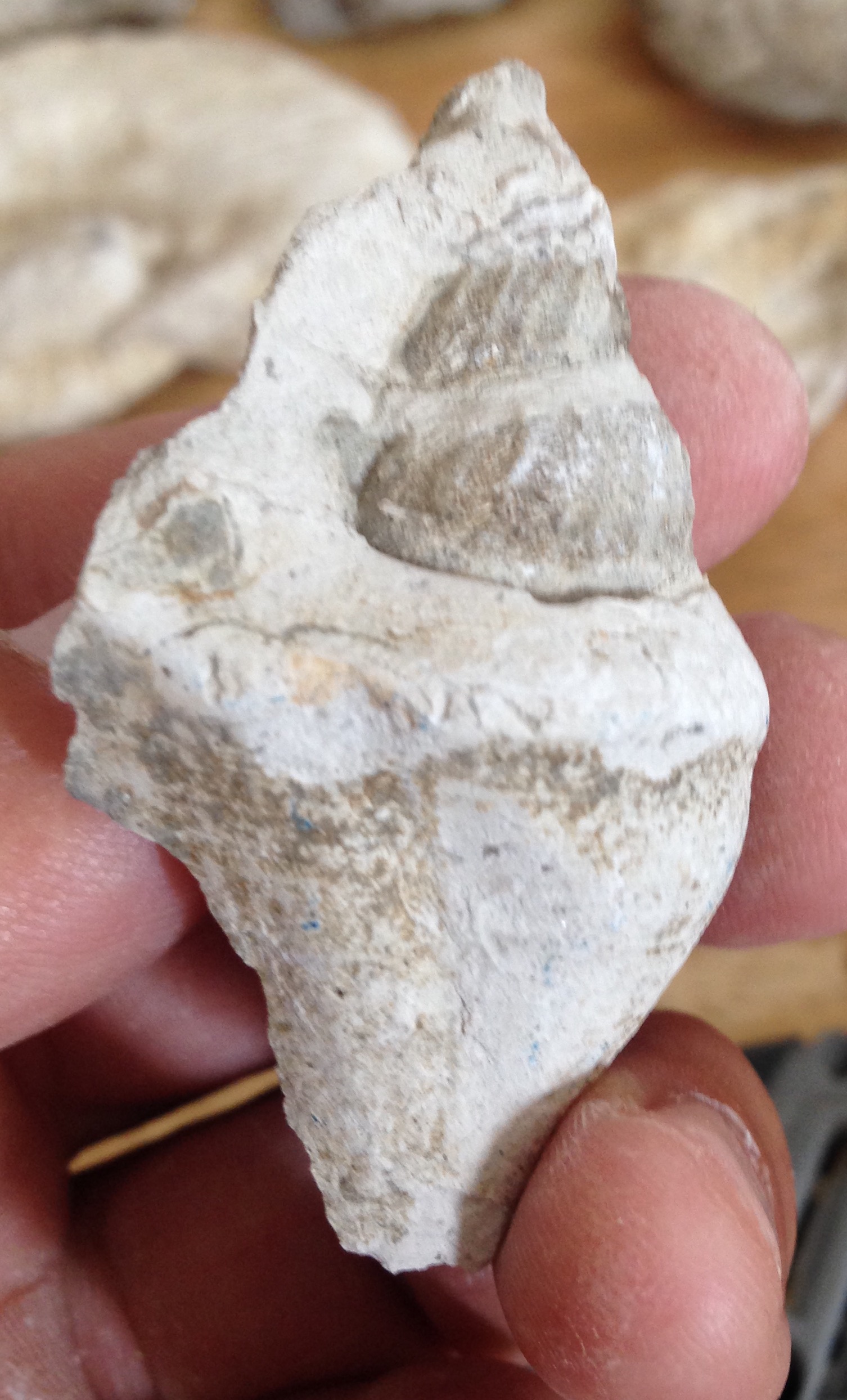 Weekend trip to the Goodland Formation - Fossil Hunting Trips - The ...